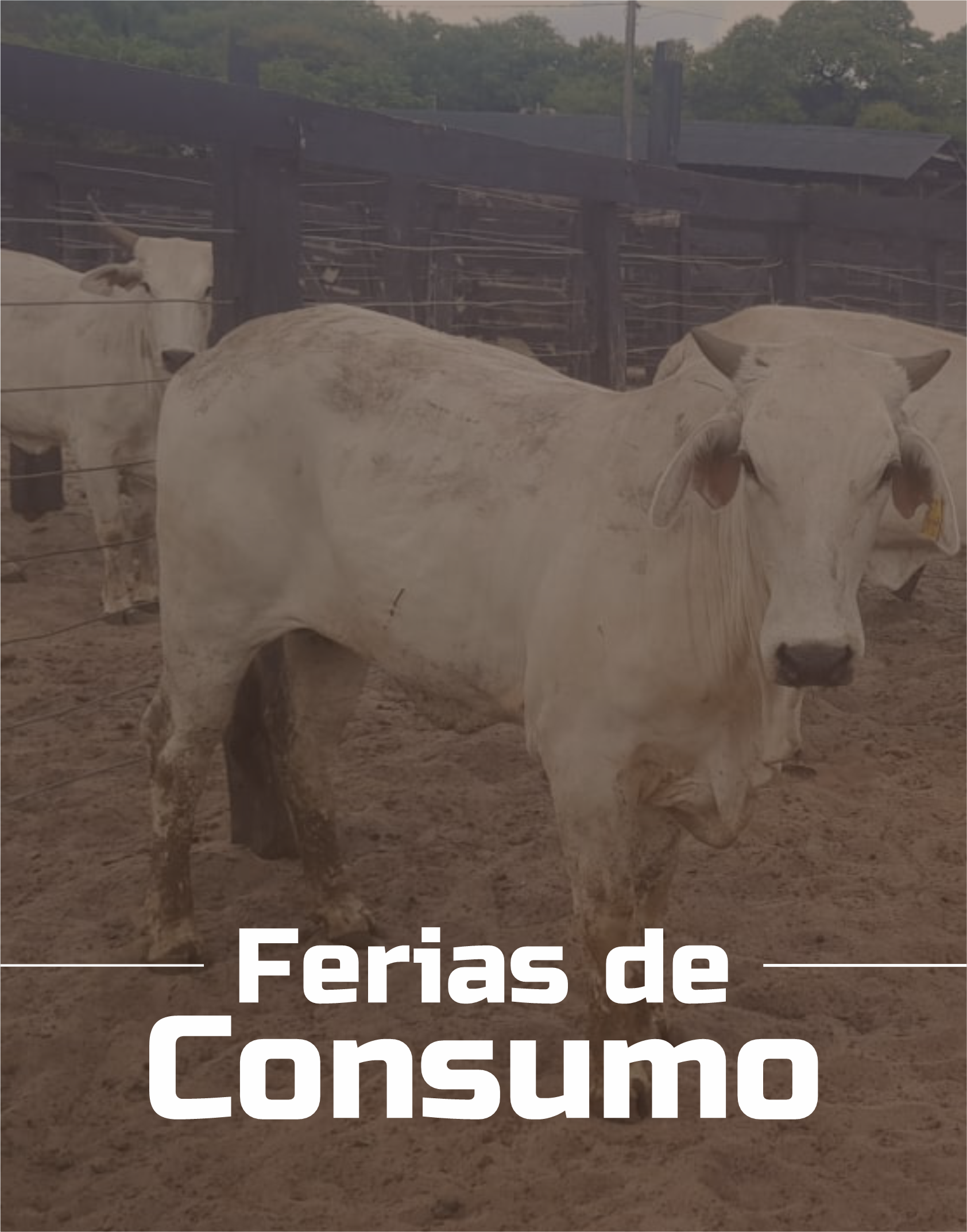 Ferias de Invernada En Vivo – Ferusa