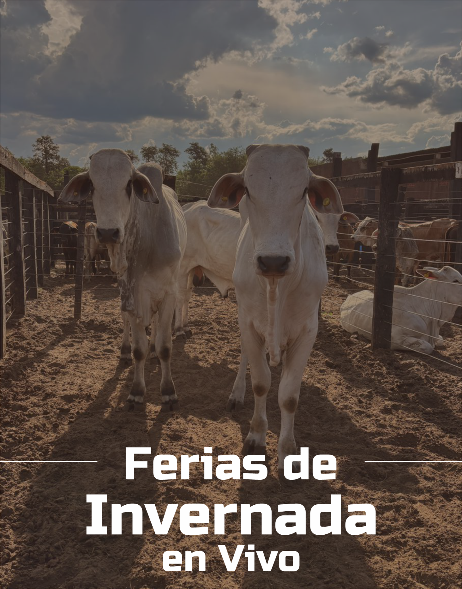 Ferias de Invernada En Vivo – Ferusa