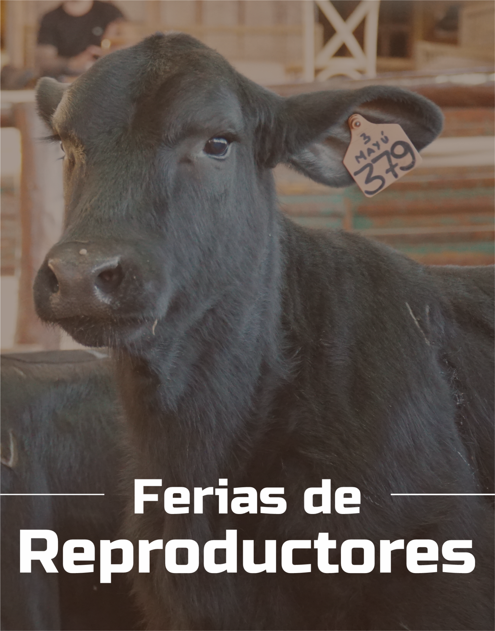Ferias de Invernada En Vivo – Ferusa